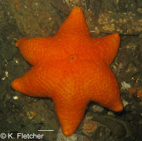 Aberrations-Mutations-Twins